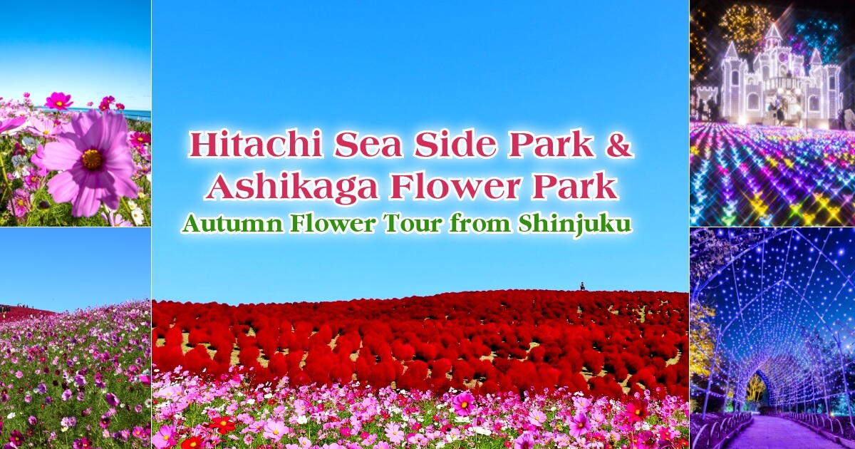 Hitachi Sea Side Park & Ashikaga Flower Park Autumn Flower Tour from ...